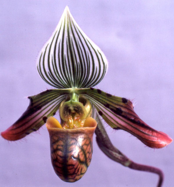 Paphiopedilum venustum - Gary Yong Gee